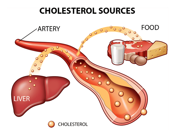 Lipogenesis, Synthesis of cholesterol, Fatty acid synthesis and ...