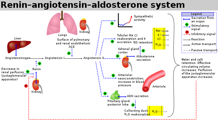 Regulation of blood flow, Renin-angiotensin vasoconstrictor system and ...