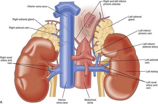 Adrenal Glands Science Online