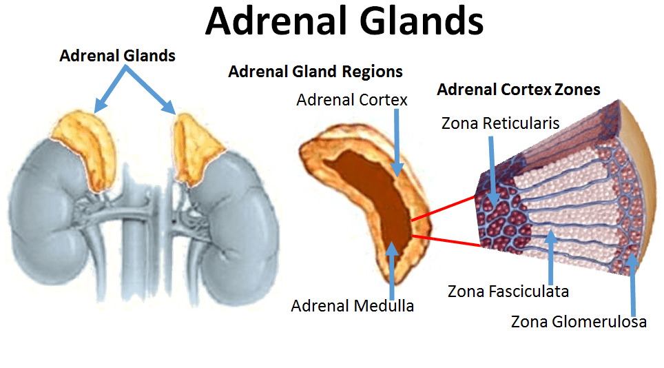 Suprarenal (adrenal) cortex hormones, structure, function and location ... Suprarenal (adrenal) cortex hormones, structure, function and location ...