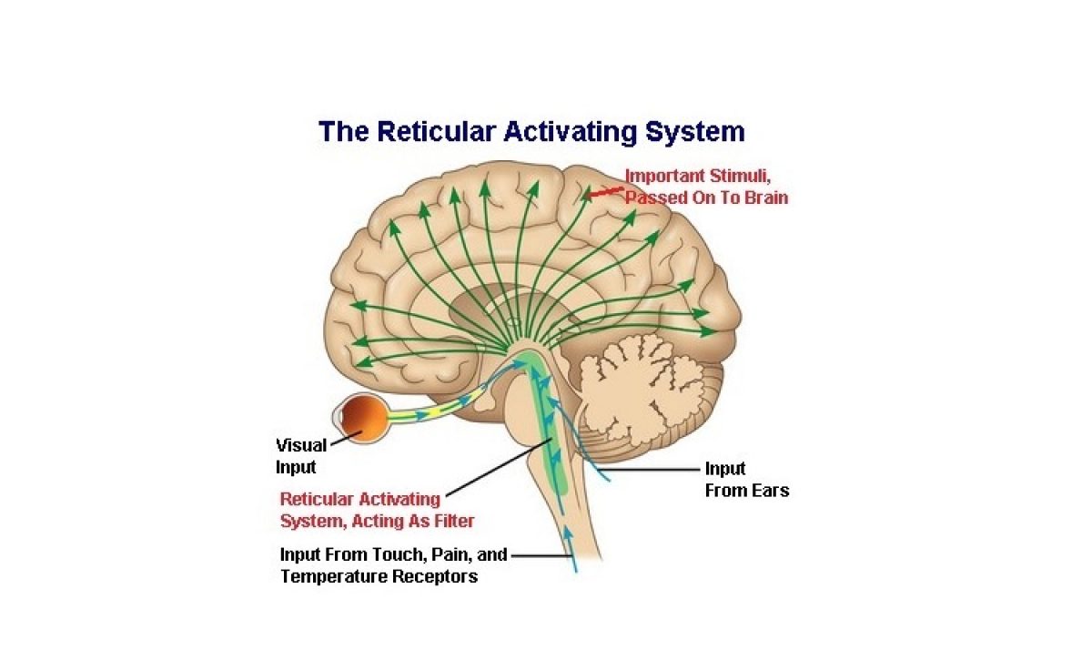 Reticular Activating System Diagram Clinical Aromatherapy