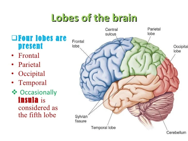 Cerebrum function, structure, lobes, anatomy and location | Science online Cerebrum function, structure, lobes, anatomy and location | Science online