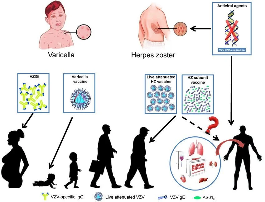Life cycle of varicella zoster virus, Cytomegalovirus and Diagnosis of ...